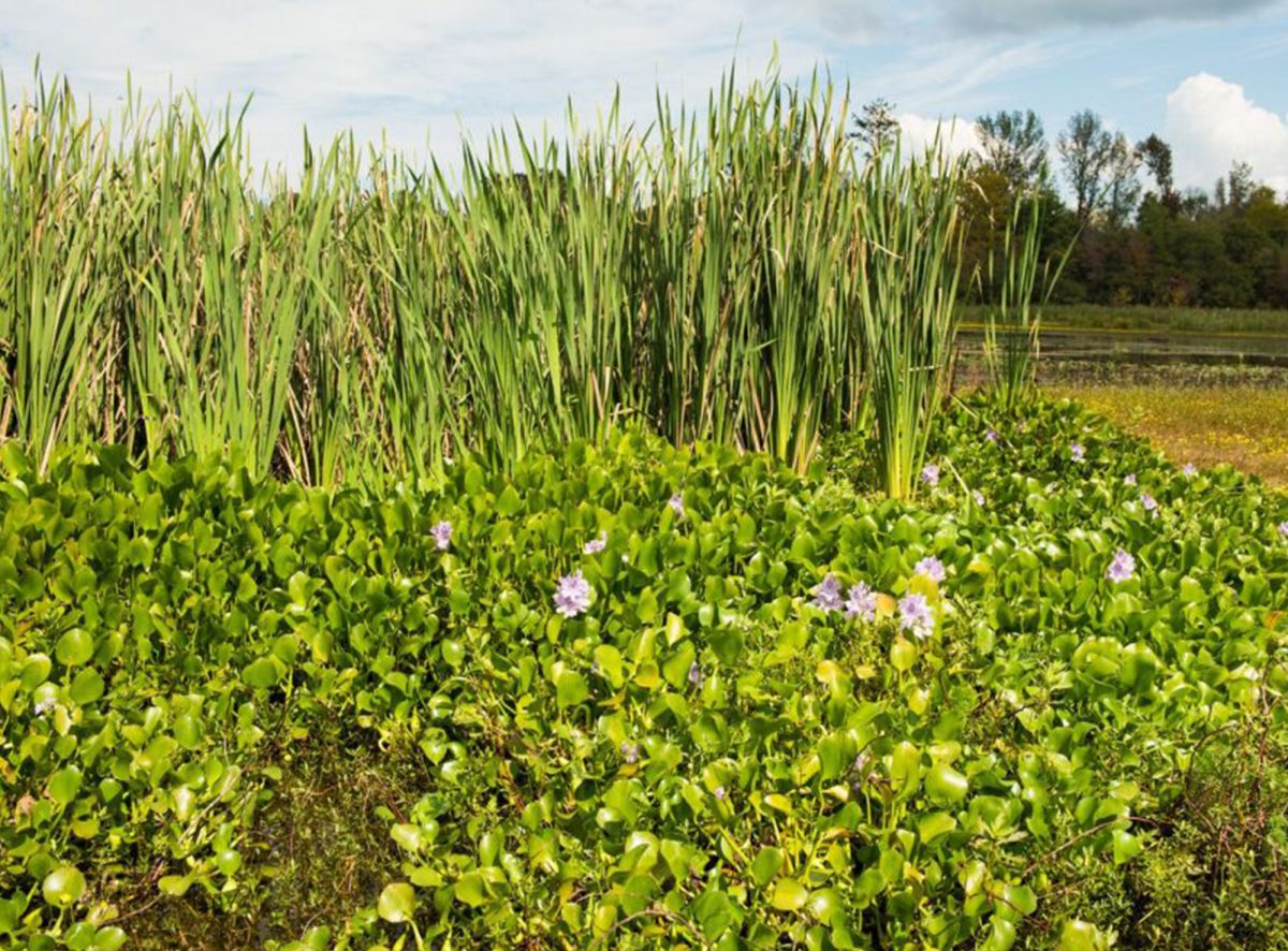 Alabama Power targets invasive water weeds, mosquitoes on company lakes ...