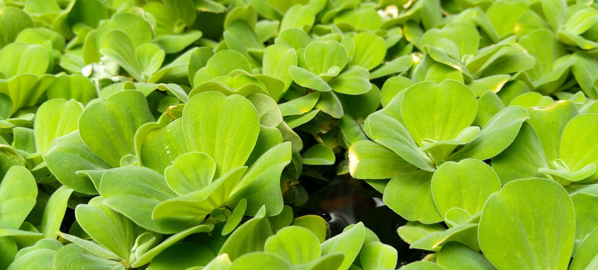 Report an Aquatic Plant - Alabama Power Shorelines