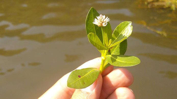 Alligator weed - Alabama Power Shorelines